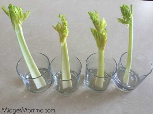 How Plants Drink Water Celery Science Experiment • MidgetMomma