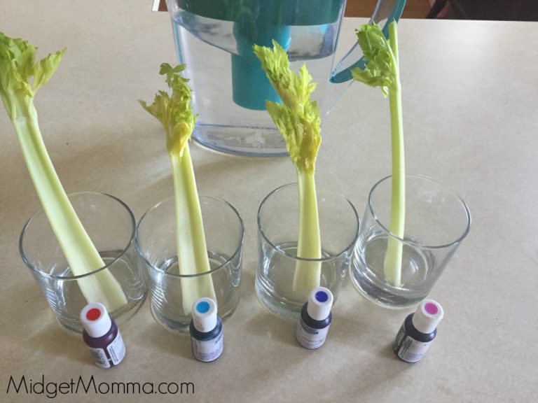 How Plants Drink Water Celery Science Experiment • MidgetMomma