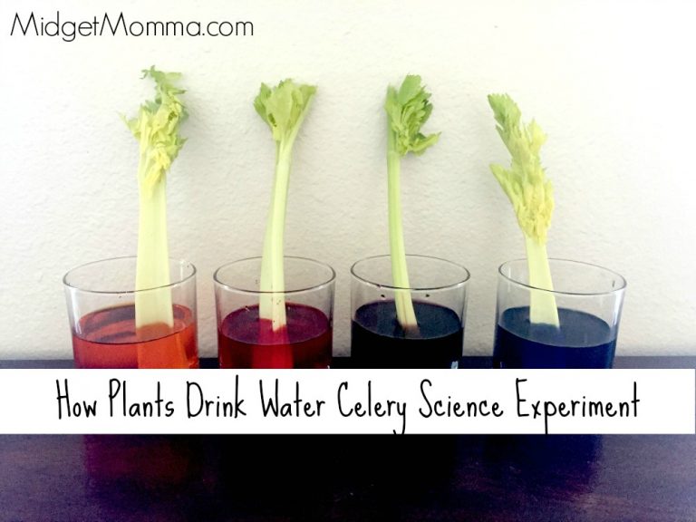 How Plants Drink Water Celery Science Experiment • MidgetMomma