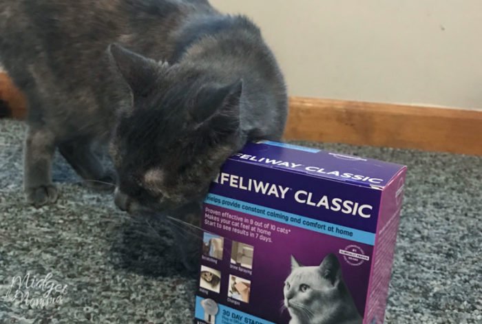 How to Have Happy Cats in a Multi-Cat Household • MidgetMomma