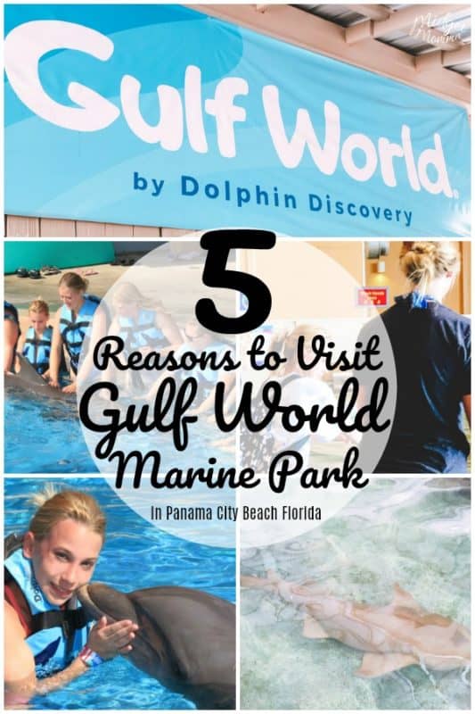 5 Reasons to Visit Gulf World Marine Park In Panama City Beach
